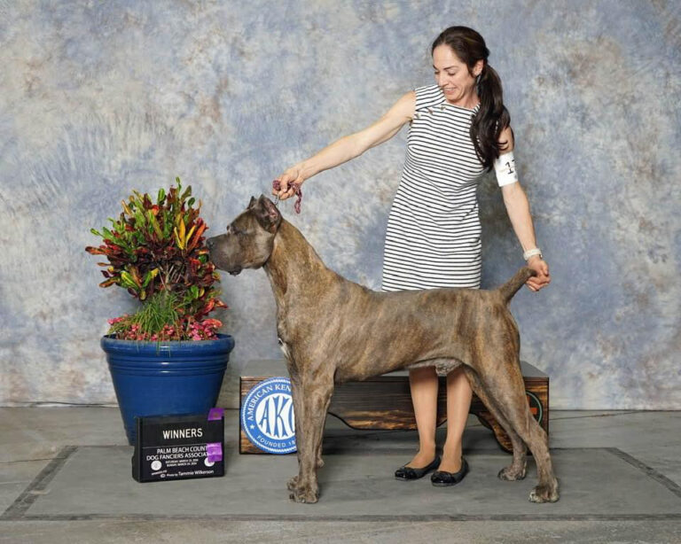 Experience Cane Corso Dog Show - Cane Corso Elite Gold